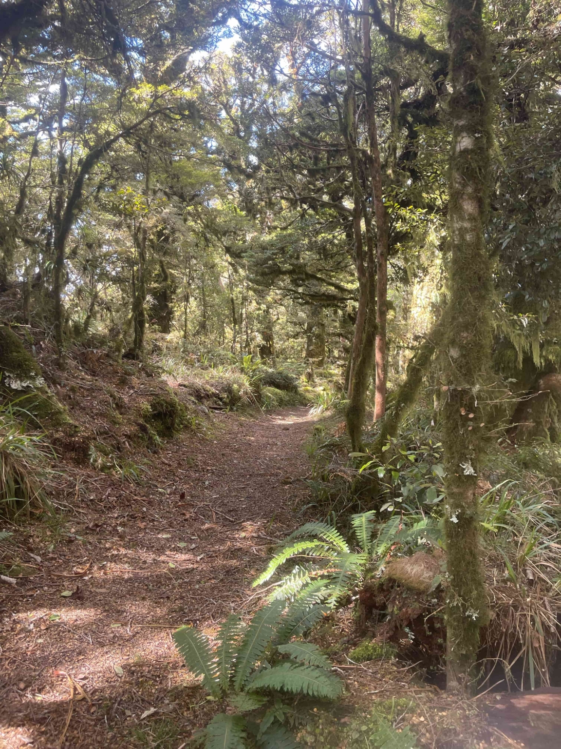 Lake Waikaremoana – The Great Walk Challenge Begins | Dementia NZ
